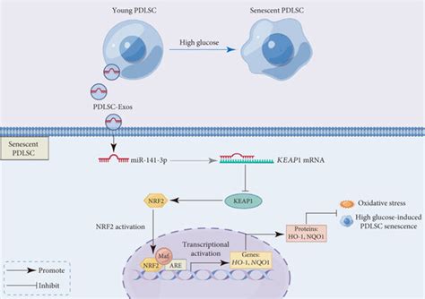 Schematic Of The Rejuvenating Effects Of Exosomes Produced By Pdlscs