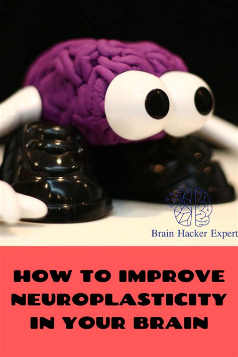 How To Improve Neuroplasticity In Your Brain Artofit