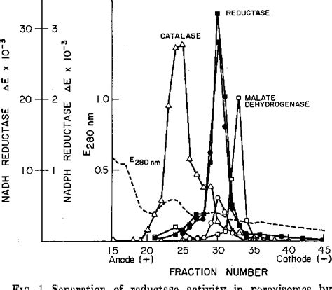 Figure 1 From Localization And Properties Of Hydroxypyruvate And