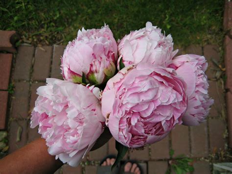 Happy At Home Peony Love