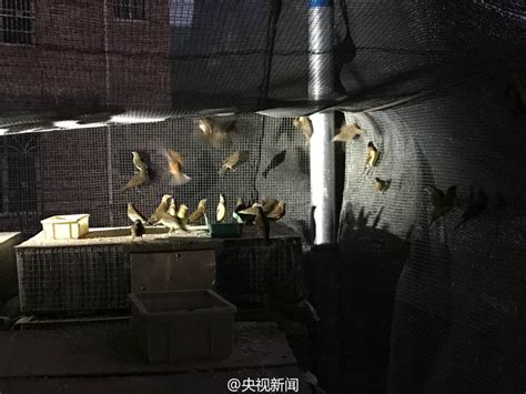 广西破获特大非法收购贩卖运输野生动物案组图 国际在线