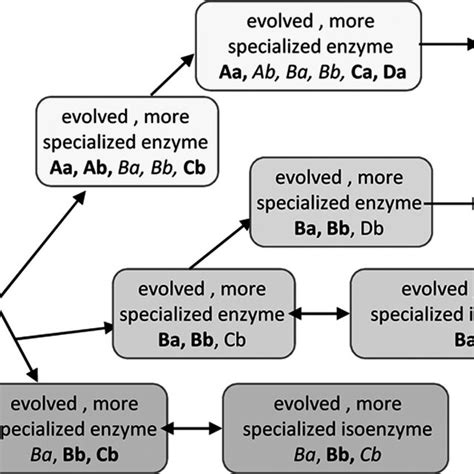 Enzyme Evolution Toward Higher Specificity Retaining Some Substrate
