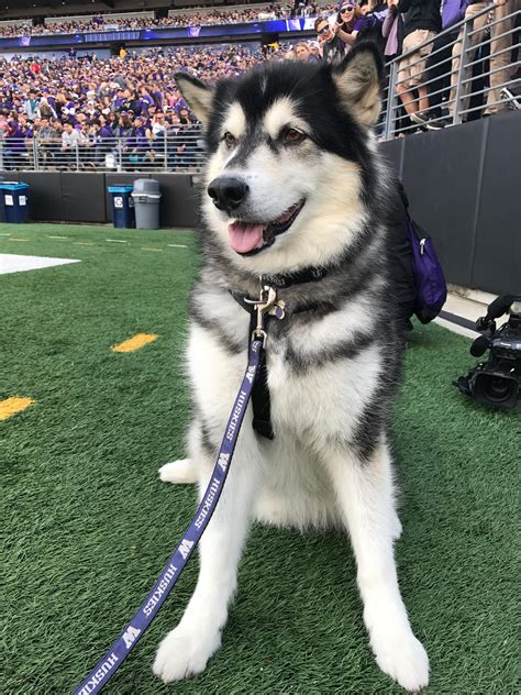 Uw Husky Mascot Dubs To Retire After 2018 Football Season Komo