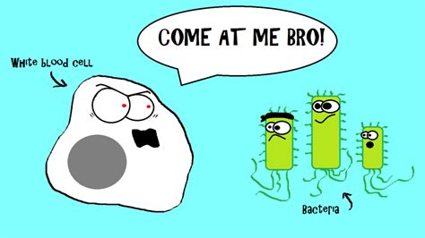 Virus Bacteria Or Both Diagram Quizlet