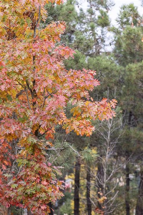 Autumn Tree Leaves Quercus Rubra Commonly Called Northern Red Oak Or