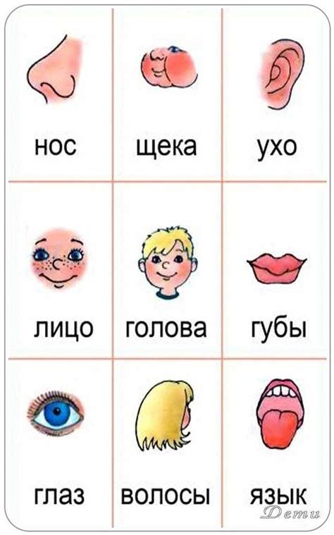 Картинка части тела человека для детей
