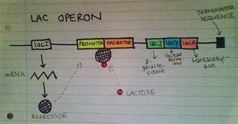 Biolozgy Regulation Of Prokaryotic Gene Expression The Lac Operon