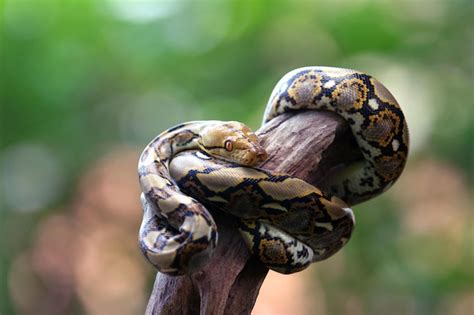 Premium Photo The Reticulated Python Is A Python Species Native To
