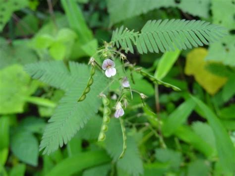 Aeschynomene Americana Eflora Of India