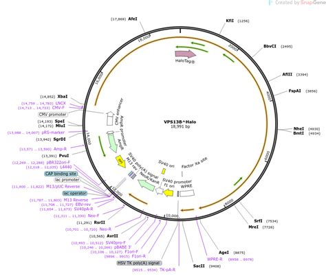 Addgene Vps13b Halo