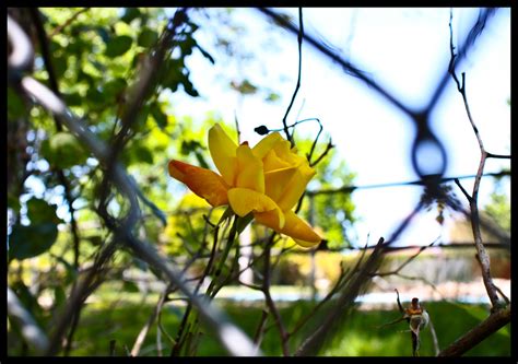 Caged Beauty By Eternal Polaroid On Deviantart