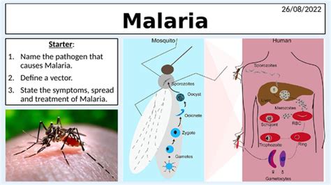 Pathogens Malaria Human Defence System 3 Lessons Teaching Resources