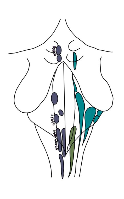 Fossa Rhomboidea Diagram Quizlet