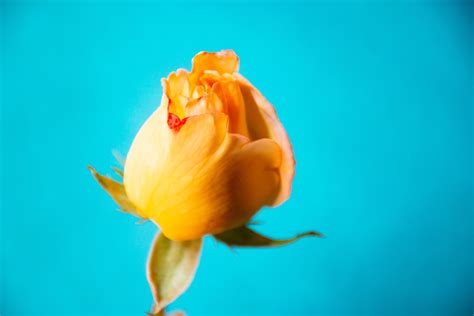 Readings By Graduates — Sacramento Bpi