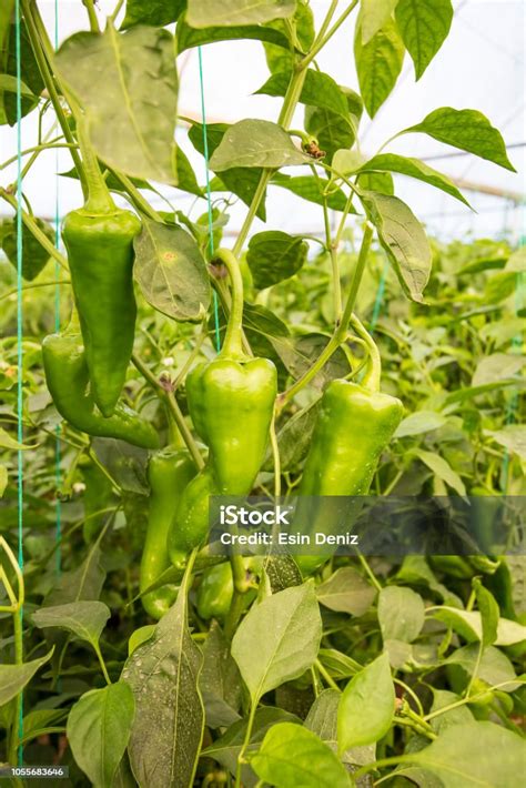 고추 농사는 온실 농부 농업 수확 내부 벨 고추 식물의 성장 0명에 대한 스톡 사진 및 기타 이미지 0명 건강한 생활방식