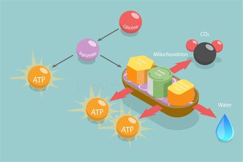 Glycolysis Pathway Stock Illustrations 46 Glycolysis Pathway Stock
