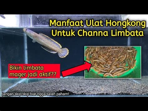 Apa Manfaat Ulat Hongkong Untuk Channa Limbata Youtube