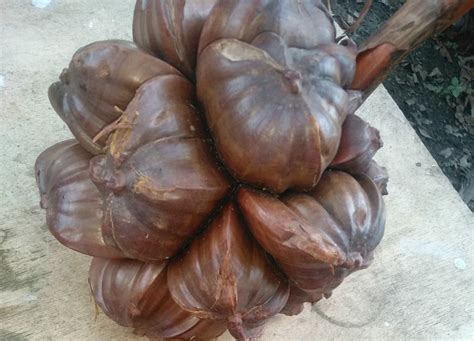 Manfaat Buah Nipah Untuk Kesehatan Eminence Solutions