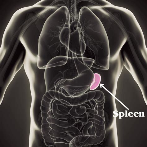 Unsung Hero The Vital Role Of The Spleen
