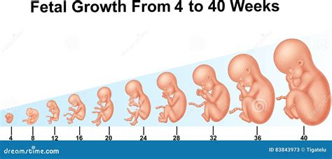 Crecimiento Y Desarrollo Embrionario Y Fetal Placenta Procesos Porn
