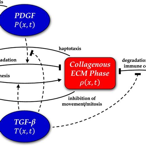 Schematic Diagram Of The Primary Interactions That Are Assumed To