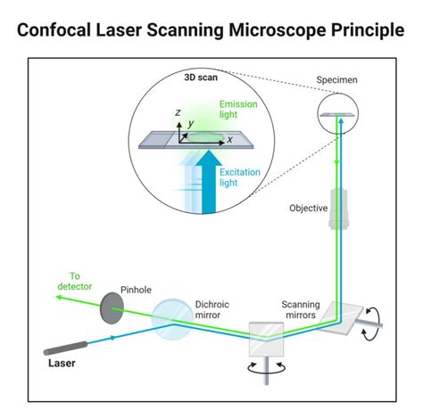 Confocal Laser Scanning Microscope Principle Parts Uses