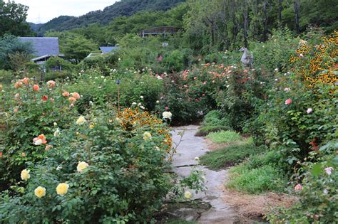 バラの夏剪定と今咲いている花達 牡丹や藤の花が咲いてきました ローザンベリー多和田