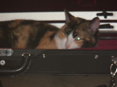 Comfy Kitty By Koockygirl On Deviantart