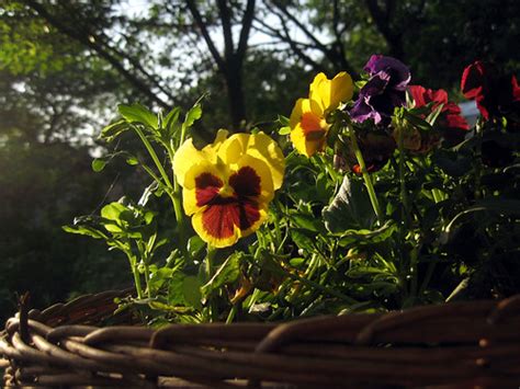 Фиалка Виттрока, анютины глазки — Viola x wittrockiana (Vi… | Flickr