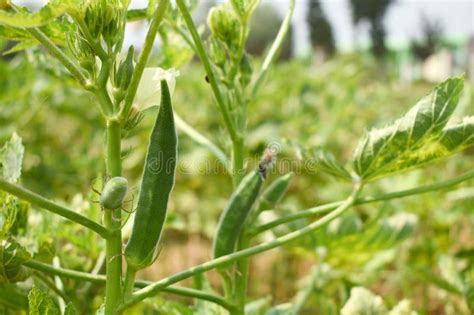 Lady Finger Or Okra On A Plant Fresh Okra Plant Okra Closeup On The