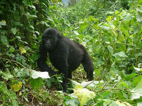 3 Days Rwanda Gorilla Golden Monkey Tour Rwanda Primates Safari