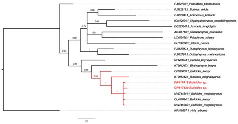 a bayesian inference tree for ~413 bp section of 16s mtdna gene for