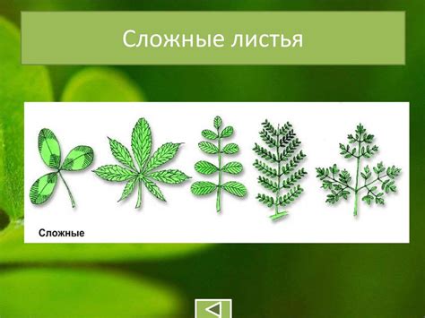 Внешнее и внутреннее строение листа презентация онлайн