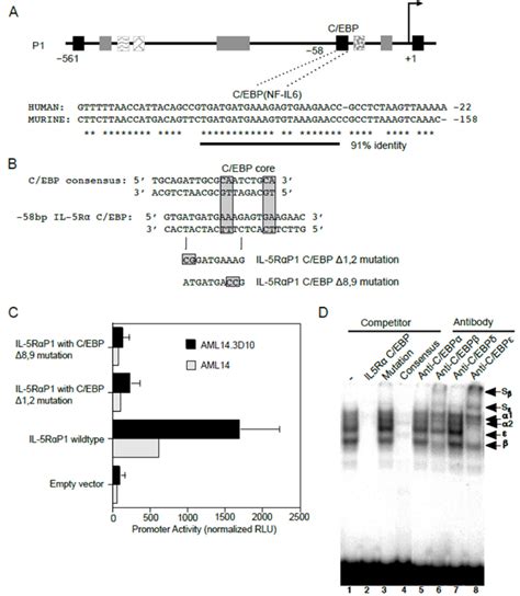 C Ebp Functionally Binds And Regulates Il5ra P1 Promoter Activity In