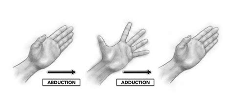 Crossfit Movement About Joints Part 4 The Hand And Fingers