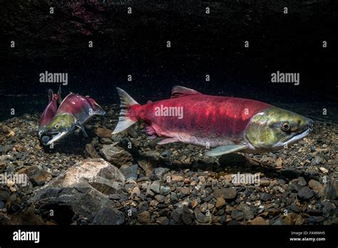 A Female Sockeye Salmon Oncorhynchus Nerka Is Positioned Over Her