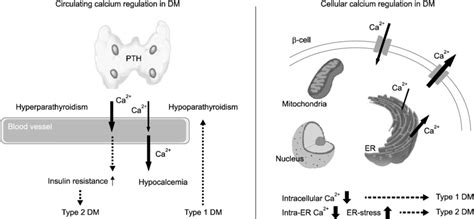 Schematic Summary Illustrating The Relationship Between Calcium And