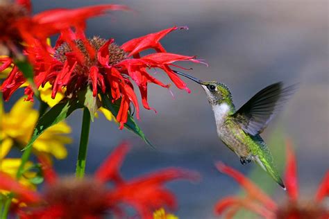 7 Overlooked Pollinators Homestead On The Range