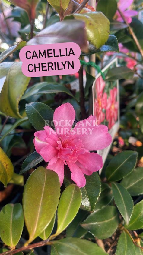 Camellia Cherilyn — Rockbank Nursery