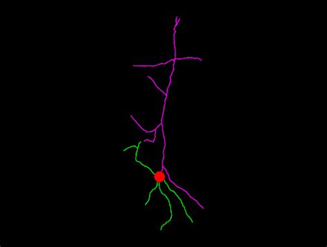 Detailed Cell Information 276f Section4 Image1 Hetneuron1 Trace