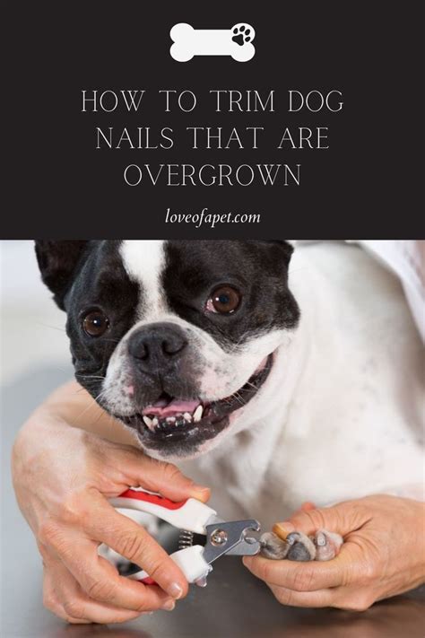 How To Trim Dog Nails That Are Overgrown Love Of A Pet Artofit