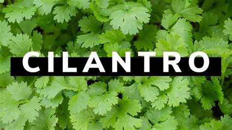 🟢 7 Propiedades Del Cilantro Que No Sabías ️ Cilantro Propiedades