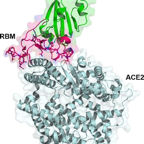 The Structure Of The Rbd Bound To The Ace2 Receptor The Rbm Residues