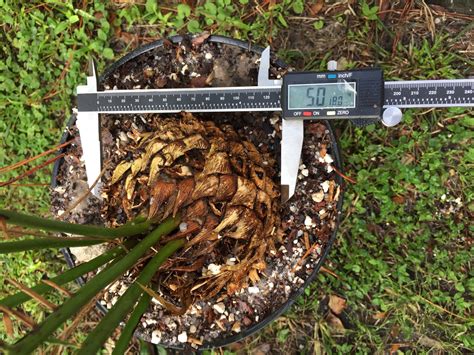 Dioon Caputoi For Sale Palmtalk