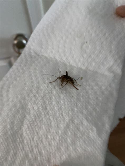 Bug Help More Info In Comments R Whatisthisbug