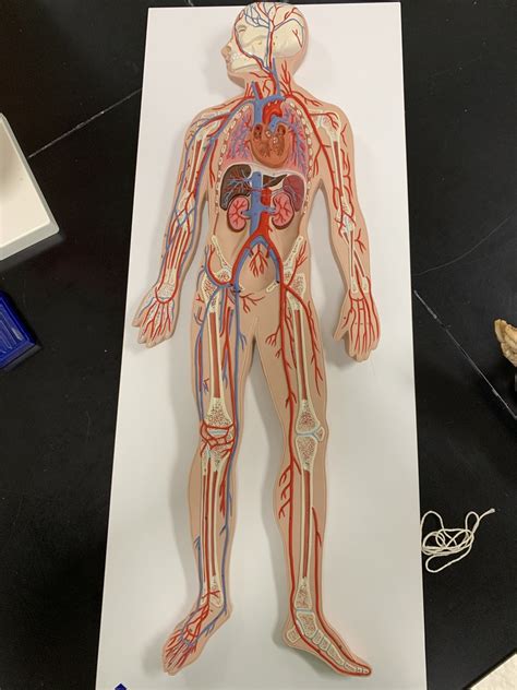 Circulation Model 1 Diagram Quizlet
