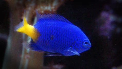Chrysiptera Parasema A Gem Of A Damsel Reef Builders The Reef And