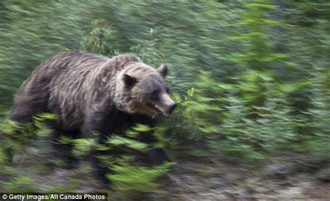 Grizzly Bear Attacks And Kills Brad Treat Near Glacier National Park