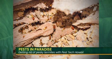 Getting Rid Of Pests In Paradise With Pest Tech Hawaii Video