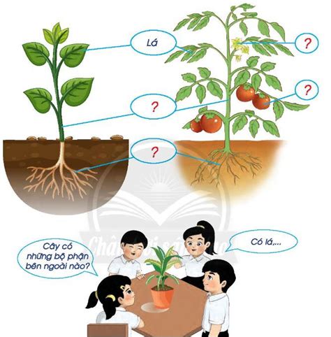 Giải bài tập Sách Giáo Khoa Bài Cây xung quanh em Tự nhiên và xã hội lớp